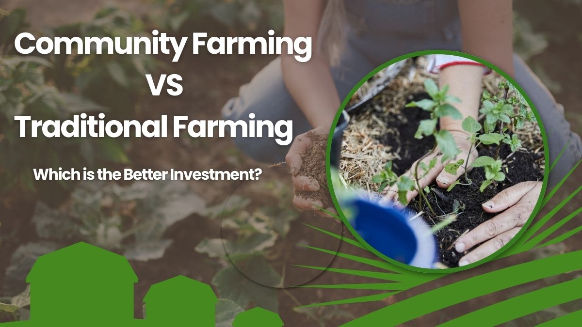Community Farming vs Traditional Farming: Better Investment?